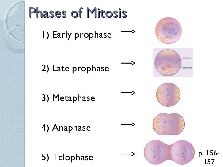 Prophase Steps Mitosis