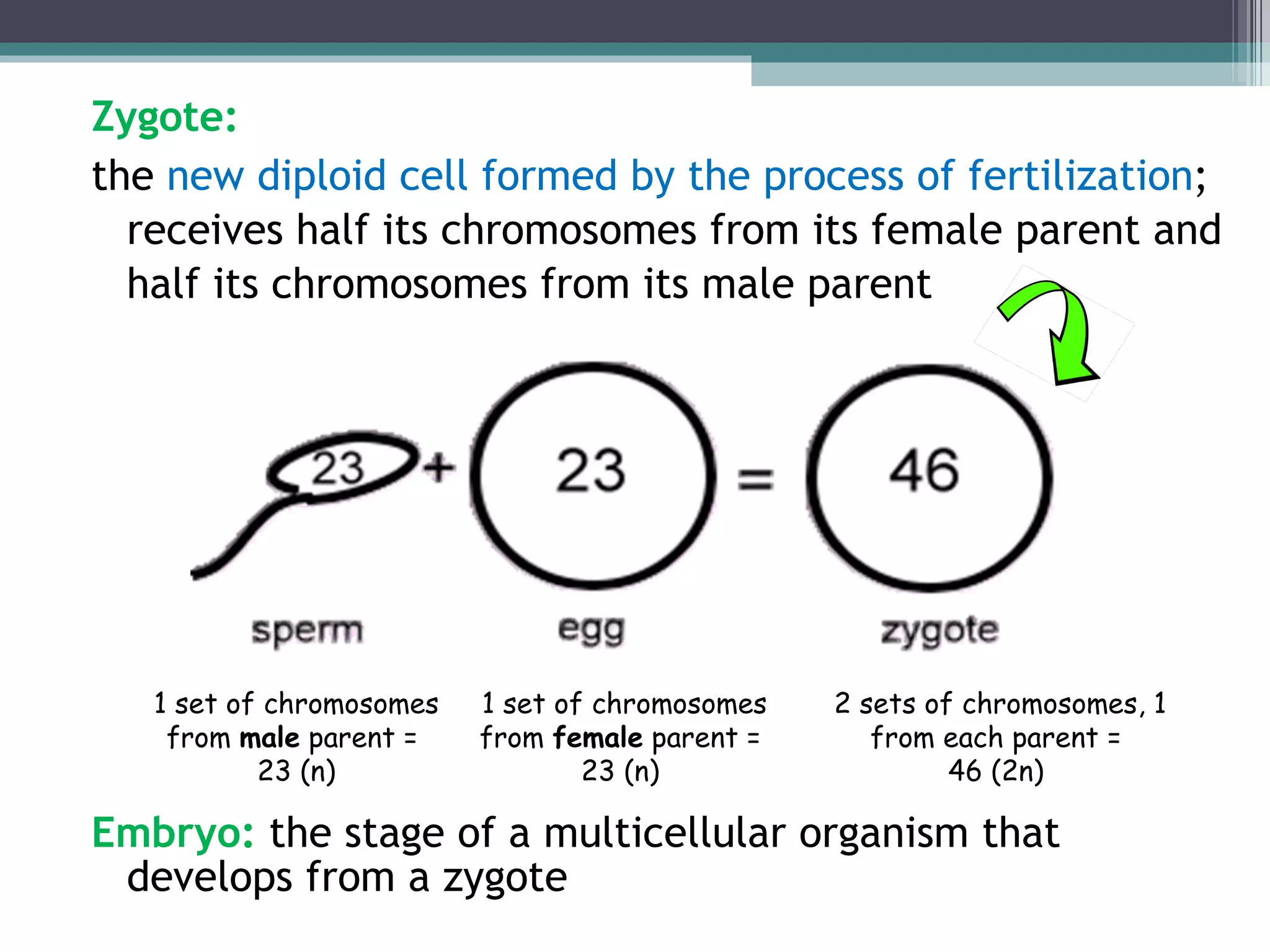 Sci 9 Lesson 3 April 4 - Introduction to Meiosis and Reproductive ...