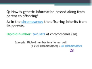 Sci 9 Lesson 3 April 4 - Introduction to Meiosis and Reproductive ...
