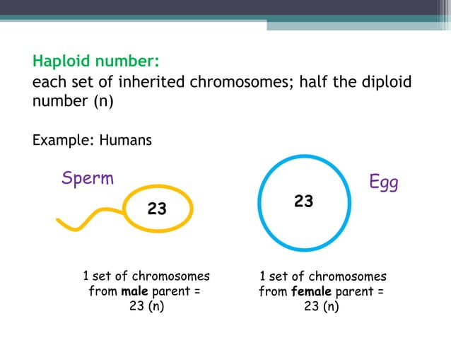 Sci 9 Lesson 3 April 4 Introduction To Meiosis And Reproductive Systems Ppt