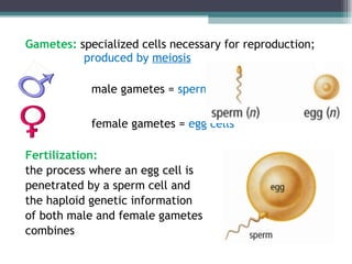 Sci 9 Lesson 3 April 4 - Introduction to Meiosis and Reproductive ...