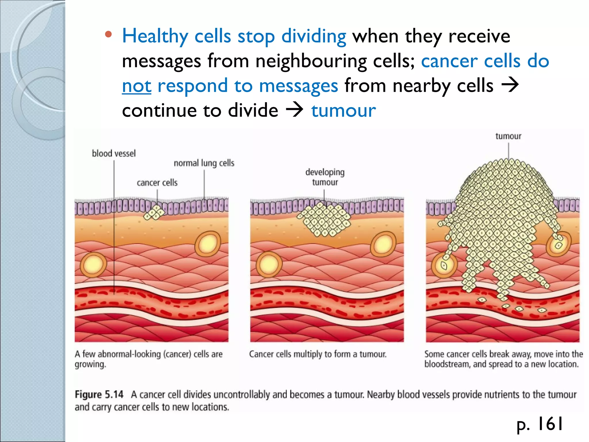 Sci 9 Lesson 3 Feb 25 - Ch 5.1 Cytokinesis, Checkpoints in the Cell ...