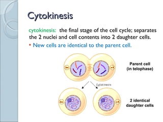 Sci 9 Lesson 3 Feb 25 - Ch 5.1 Cytokinesis, Checkpoints in the Cell ...