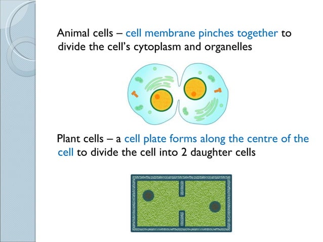 Sci 9 Lesson 3 Feb 25 - Ch 5.1 Cytokinesis, Checkpoints in the Cell ...