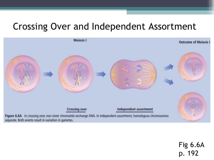 Sci 9 Lesson 4 April 6 - Meiosis