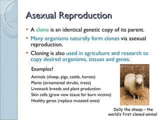 Sci 9 Lesson 4 Mar 2 - Ch 5.2 Asexual Reproduction | PPT