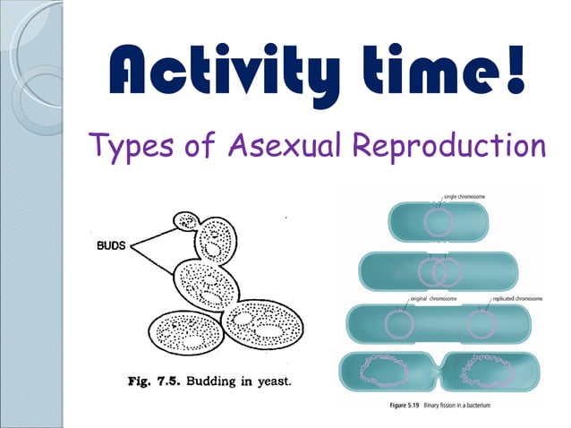 Sci 9 Lesson 4 Mar 2 - Ch 5.2 Asexual Reproduction | PPT