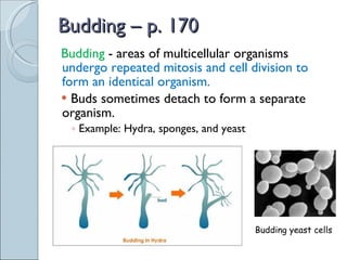 Sci 9 Lesson 4 Mar 2 - Ch 5.2 Asexual Reproduction | PPT