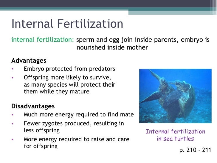 Difference Between Internal And External Fertilization Bio Differences