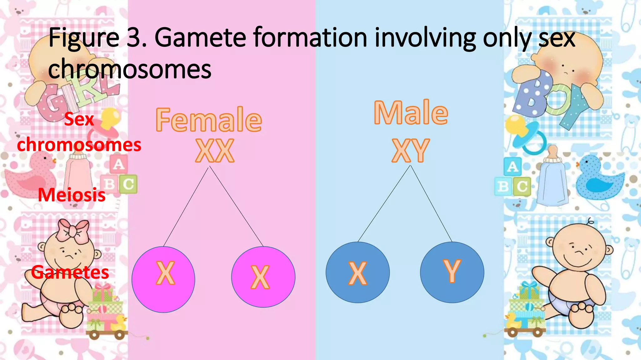 Sci9q1m2 Sex Chromosome And Sex Determination Pptx