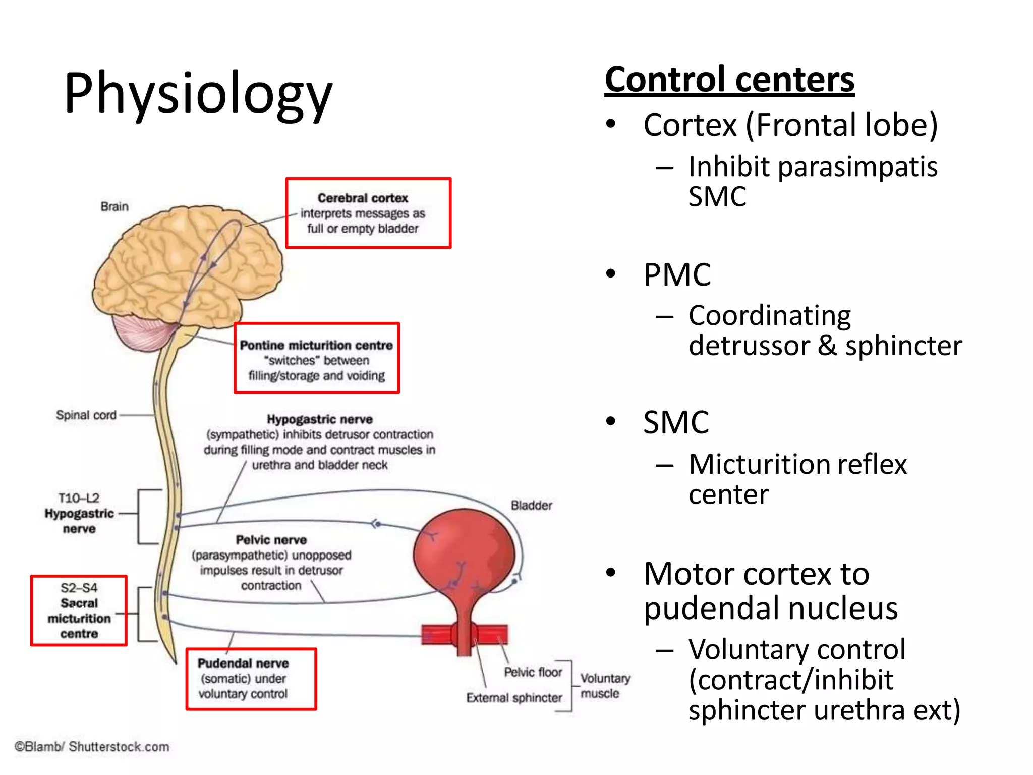 SCI_associated_conditions_Neurogenic_bladder_bowel_sexual_and.pptx