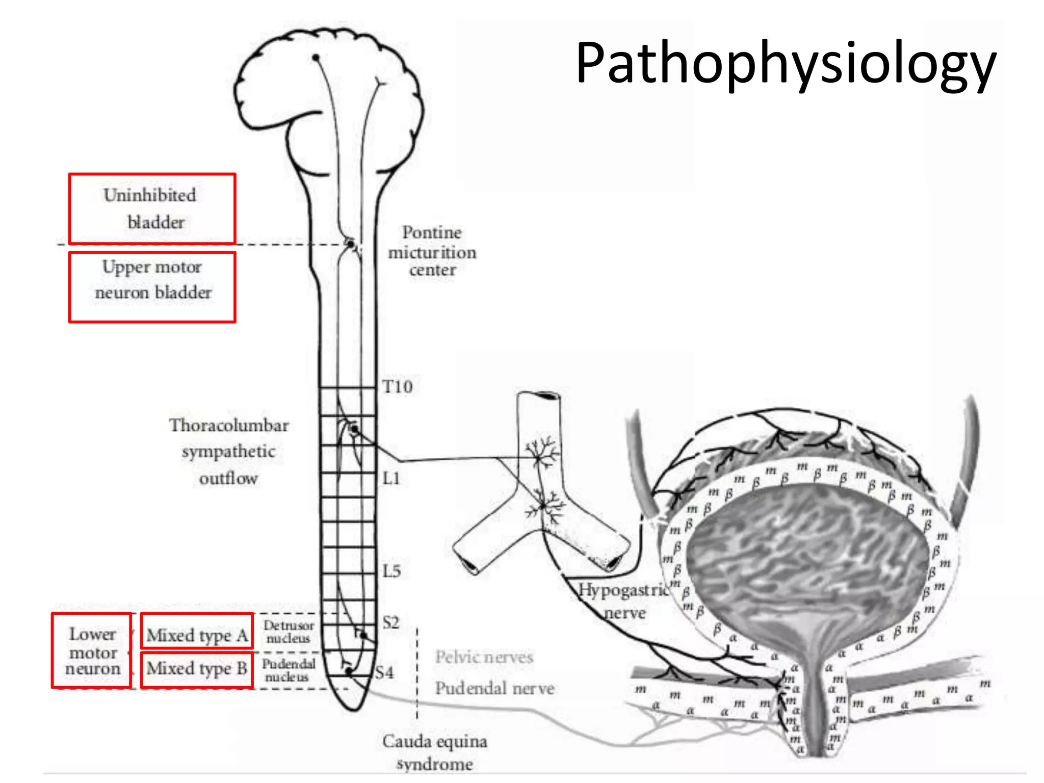 SCI_associated_conditions_Neurogenic_bladder_bowel_sexual_and.pptx