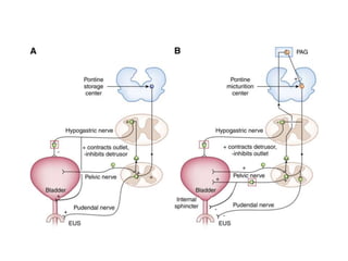 SCI_associated_conditions_Neurogenic_bladder_bowel_sexual_and.pptx