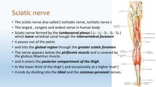 Sciatica | PPTX