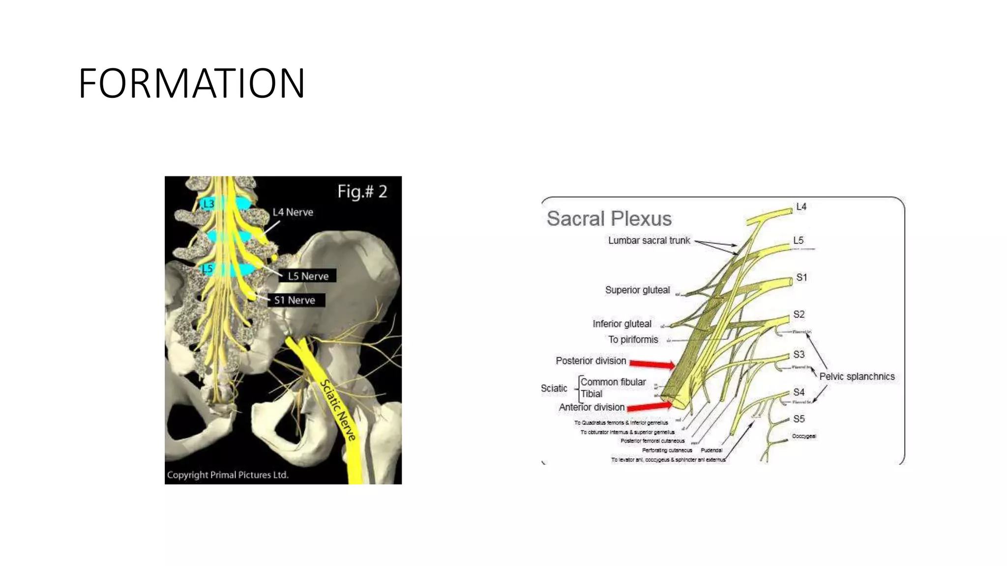 Sciatic n | PPT