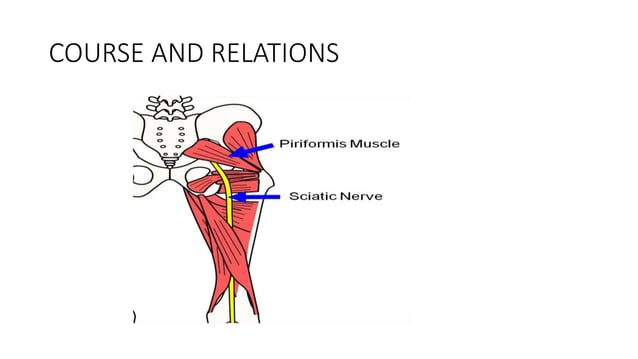 Sciatic n | PPT