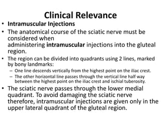sciaticnerve-180502181117.pdf