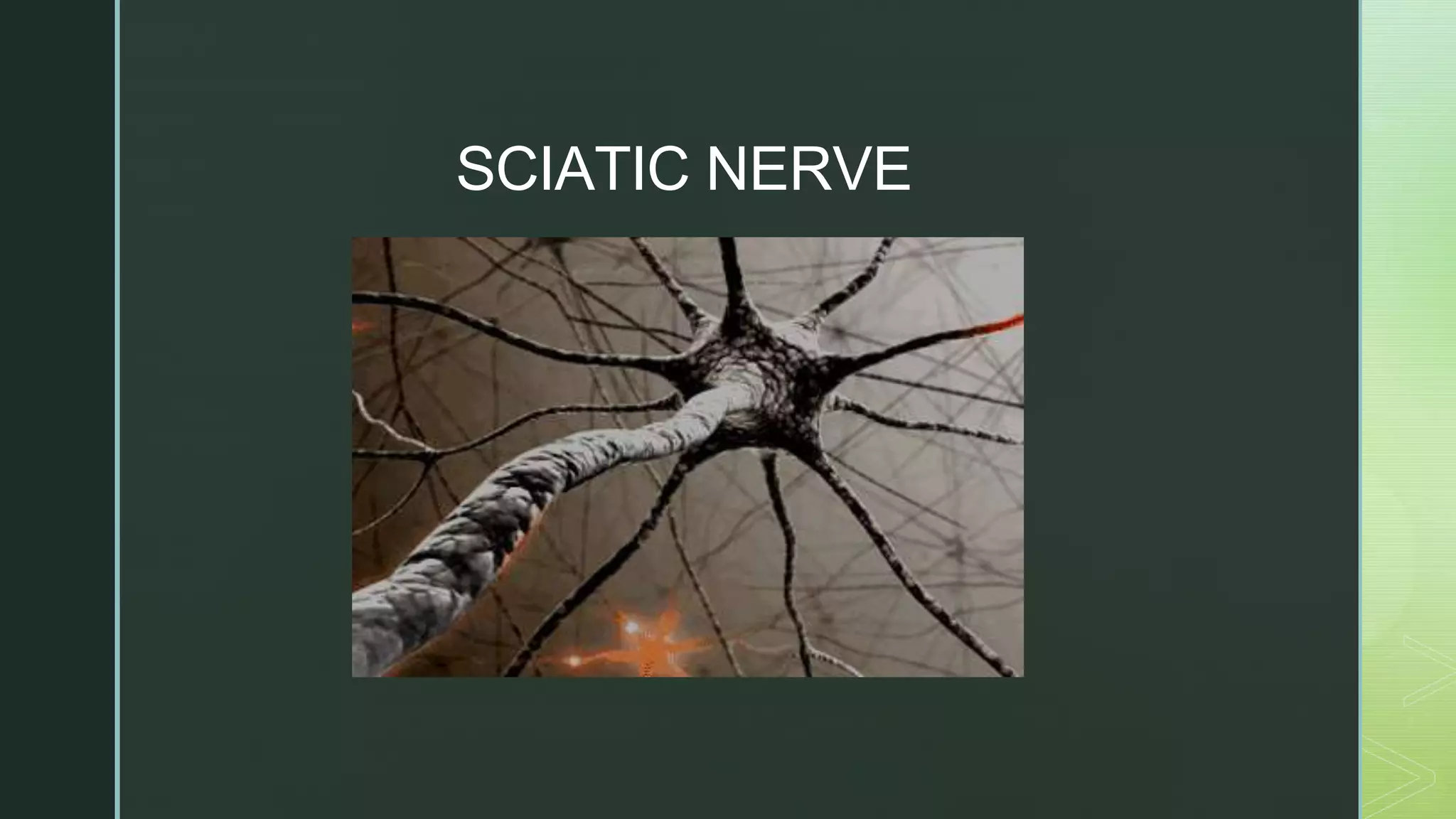 sciaticnerve pptx | PPTX