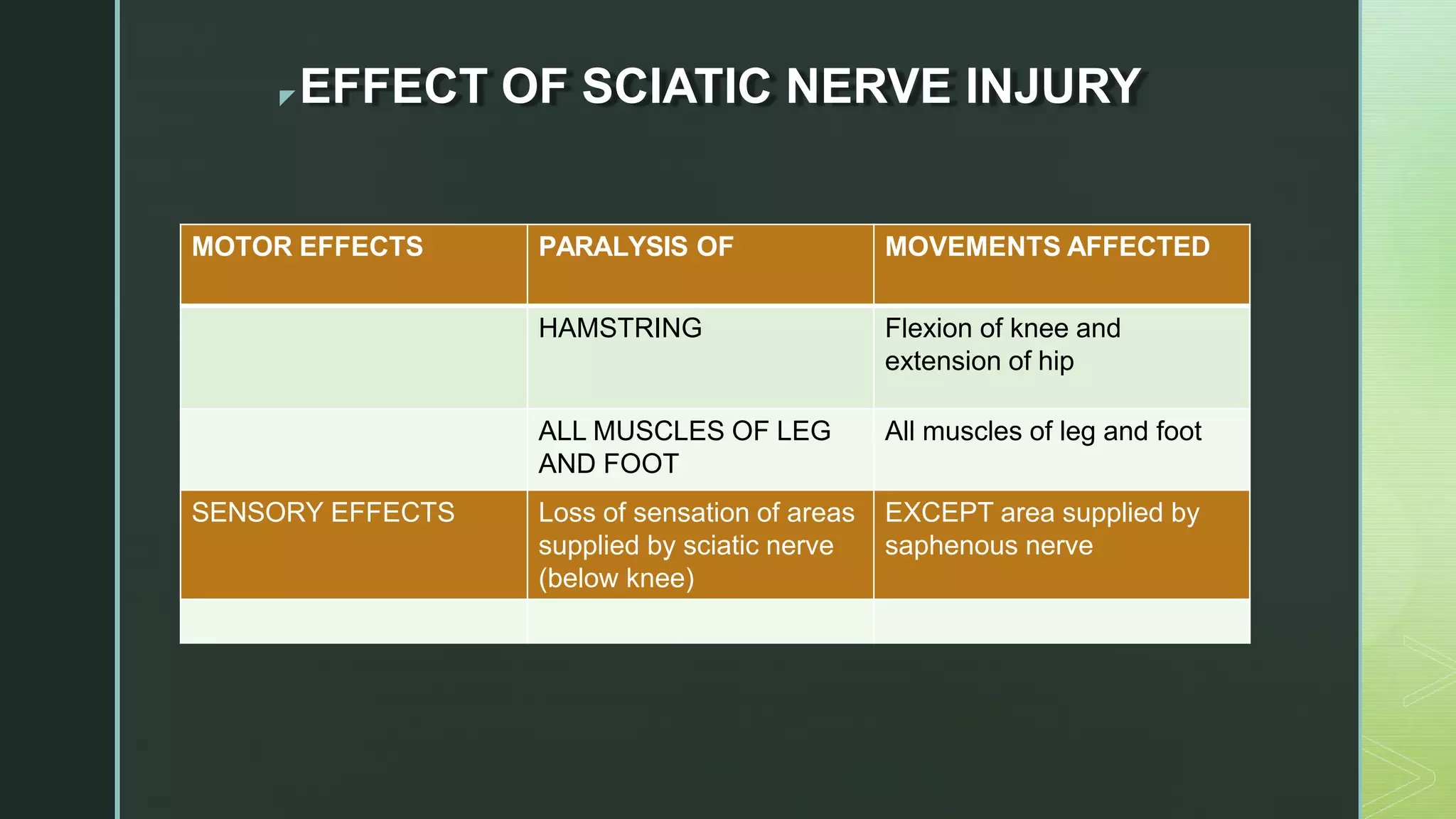 sciaticnerve pptx | PPTX