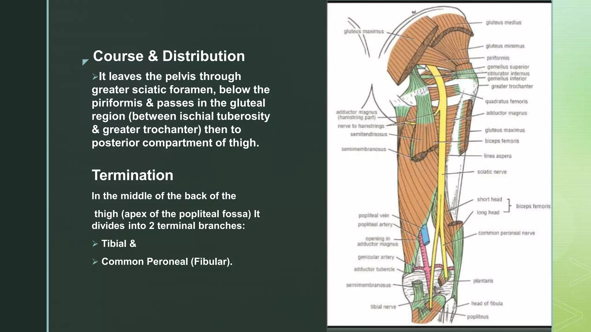 sciaticnerve pptx | PPTX