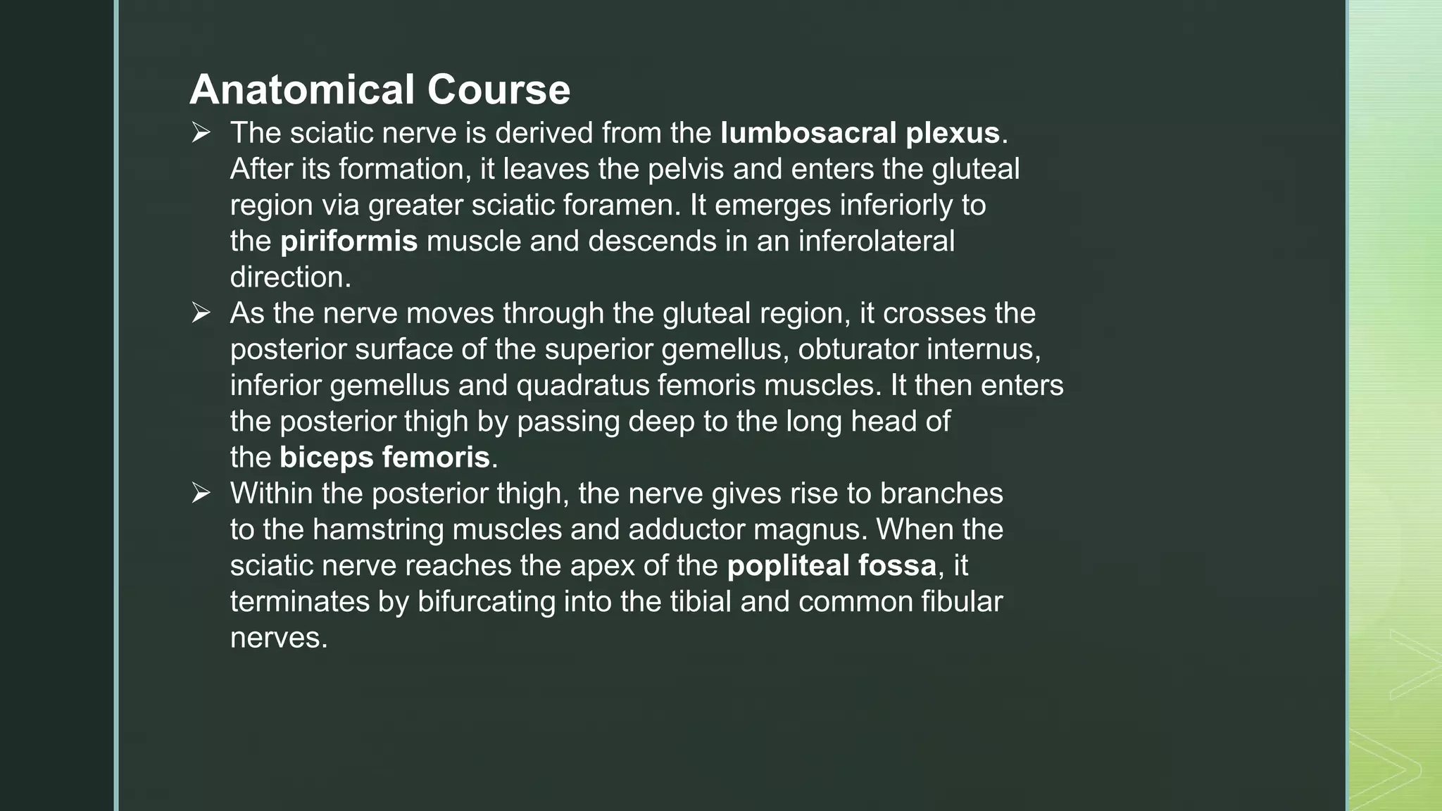 sciaticnerve pptx | PPTX