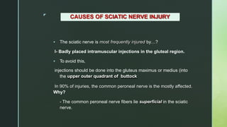 sciaticnerve pptx | PPT