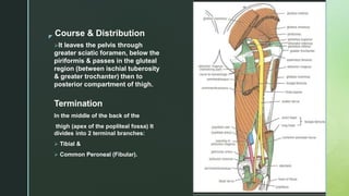 sciaticnerve pptx | PPT