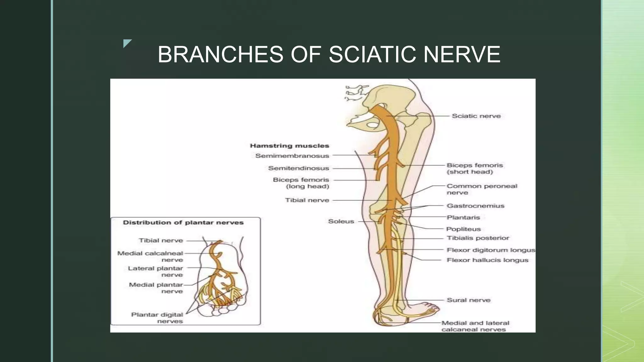 Sciatic nerve | PPTX