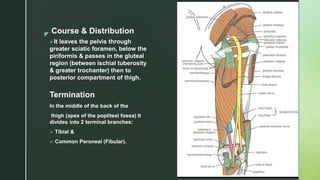 Sciatic Nerve Distribution