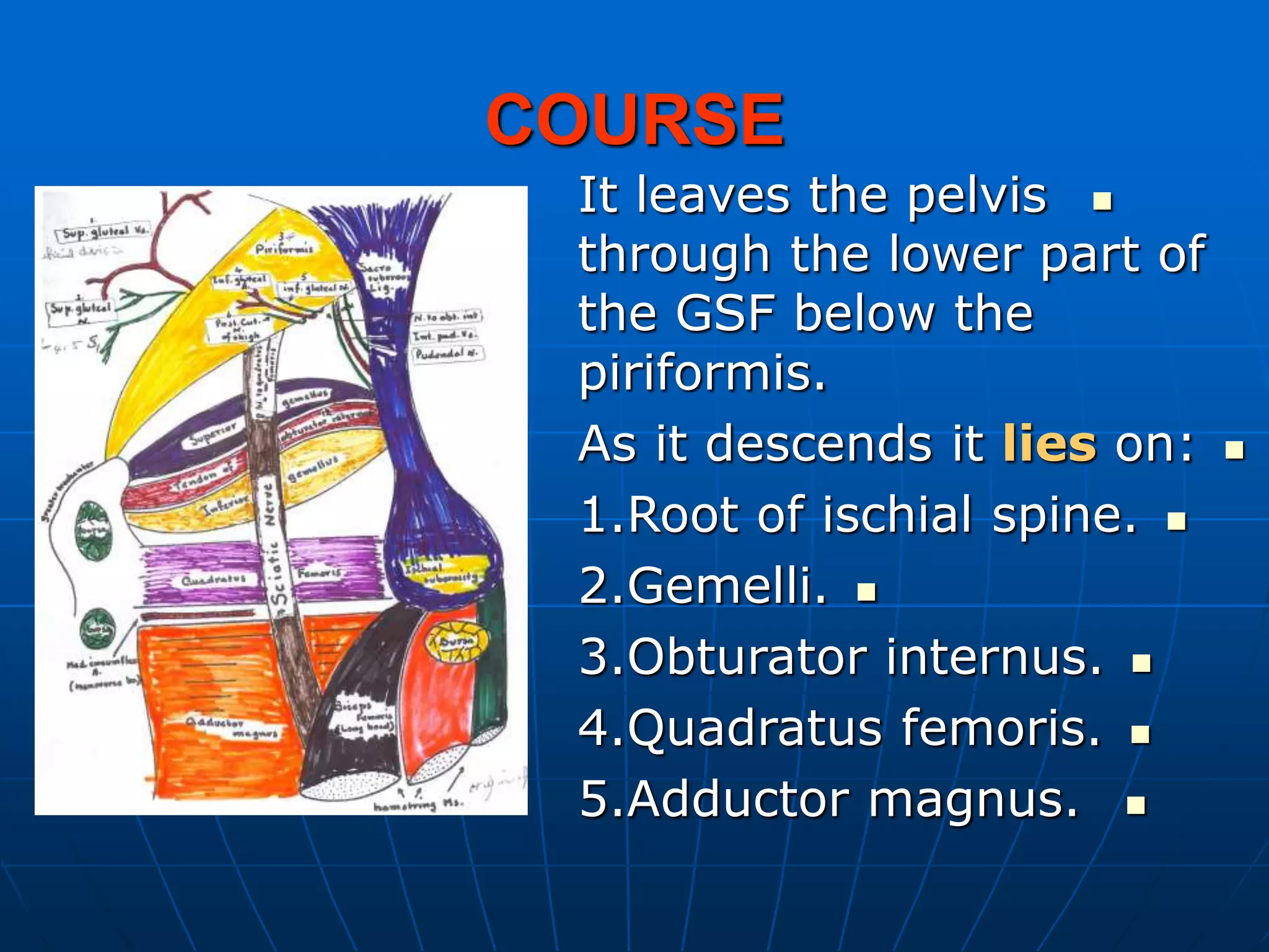 sciatic nerve.pptx
