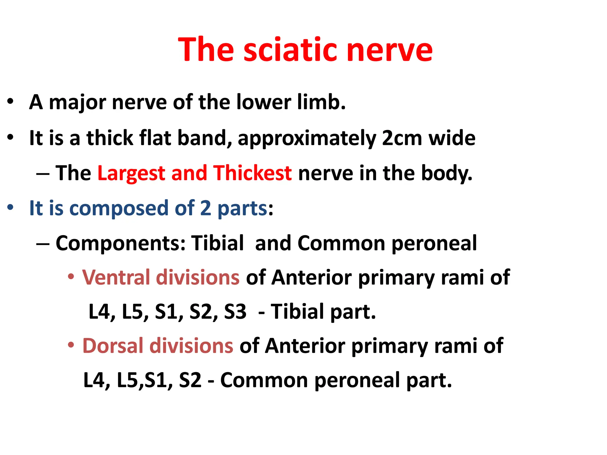 Sciatic Nerve Anatomy | PPTX