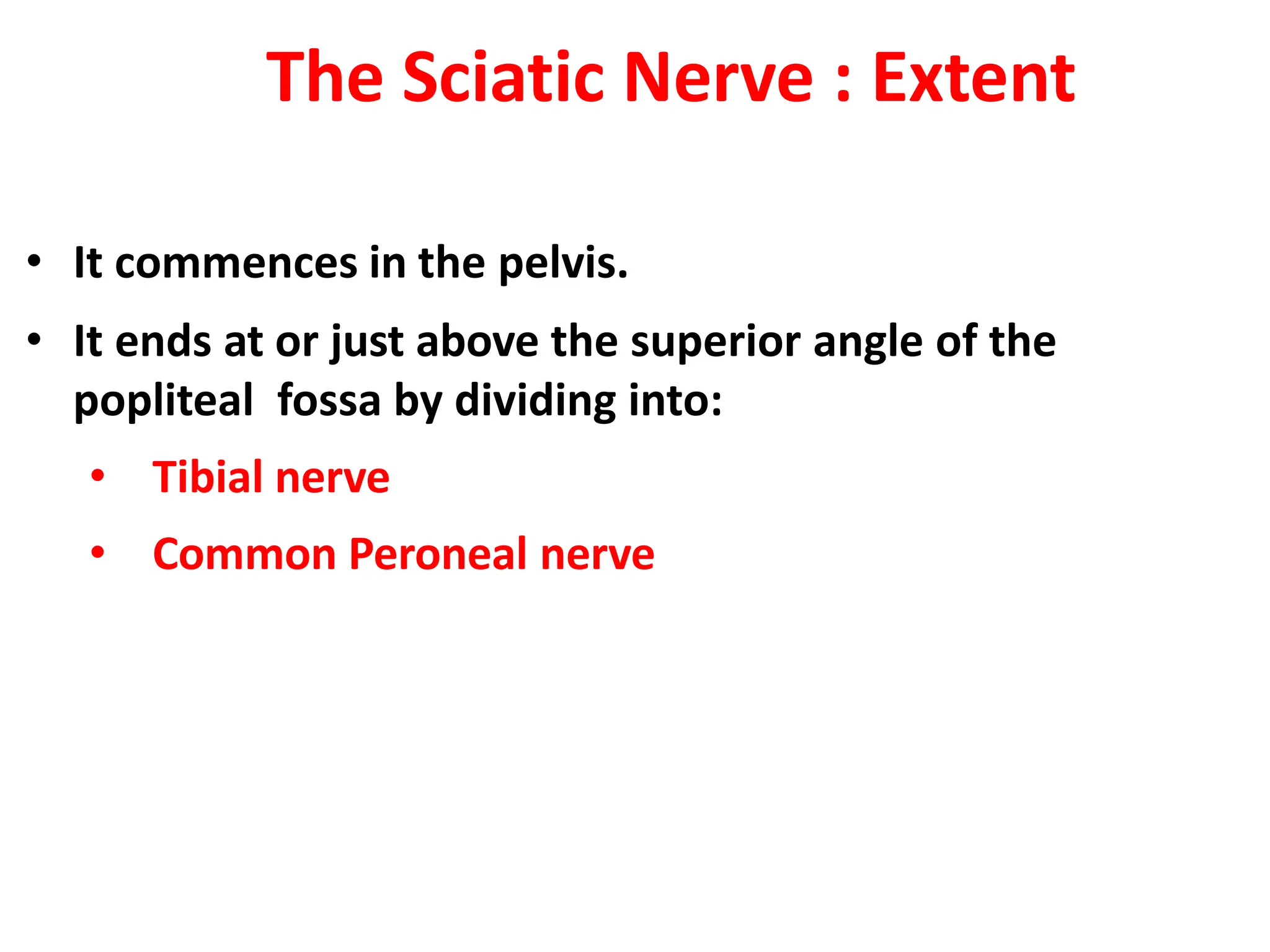 Sciatic Nerve Anatomy | PPTX