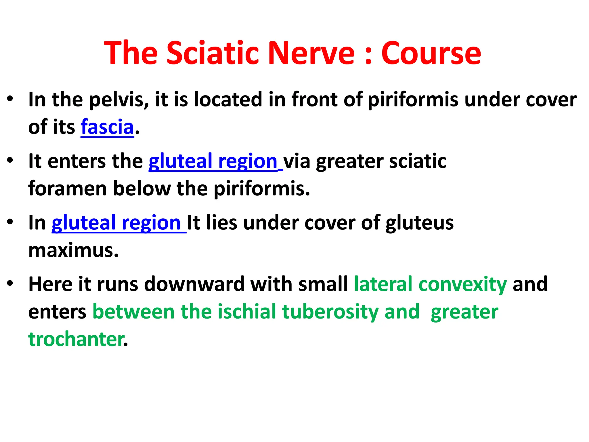 Sciatic Nerve Anatomy | PPTX