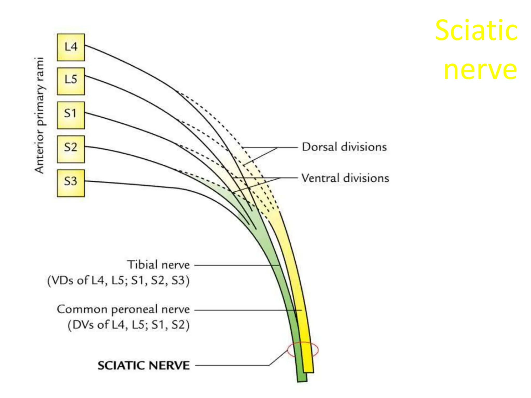 Sciatic Nerve Anatomy | PPTX
