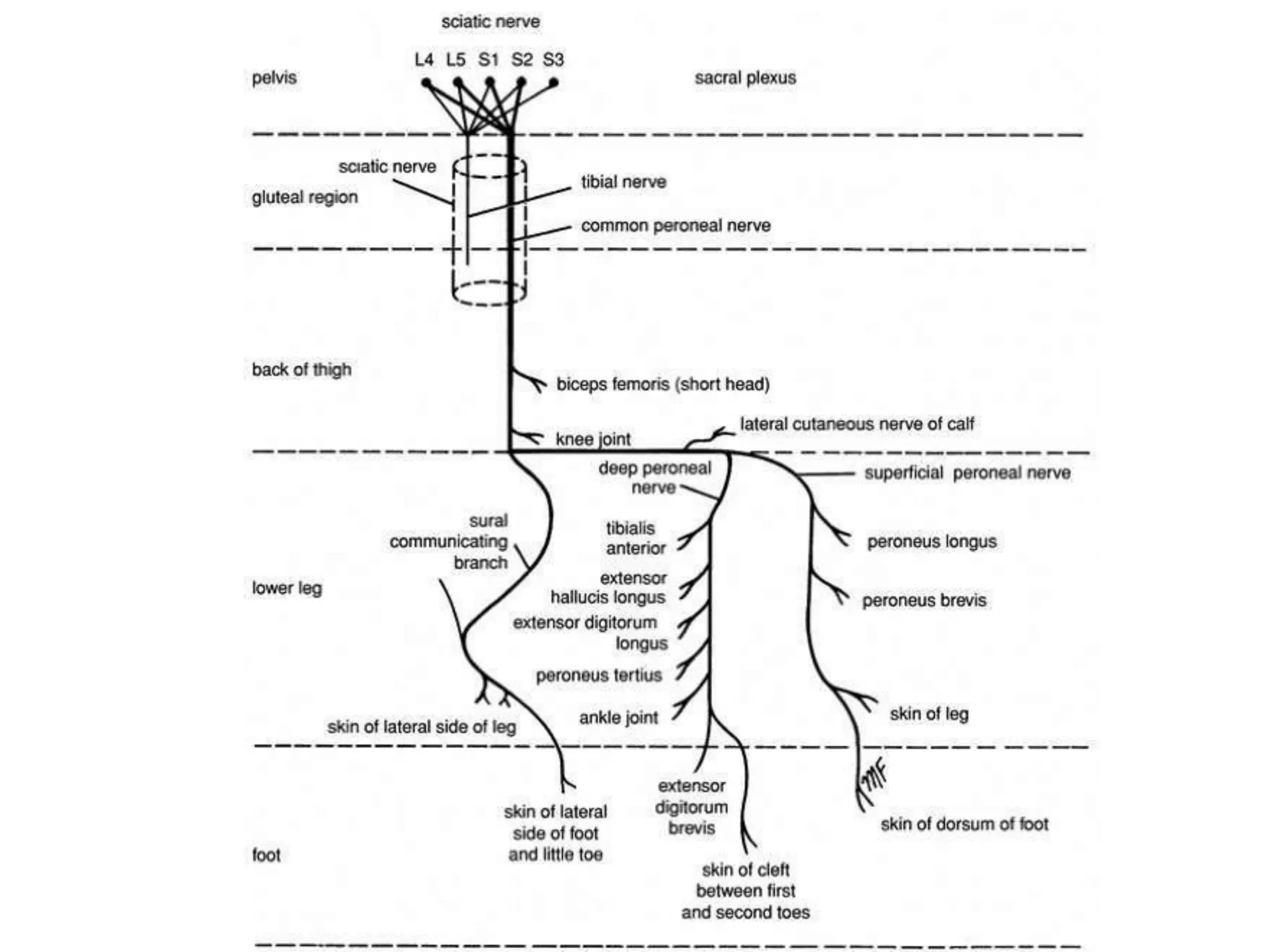 Sciatic Nerve Anatomy | PPTX