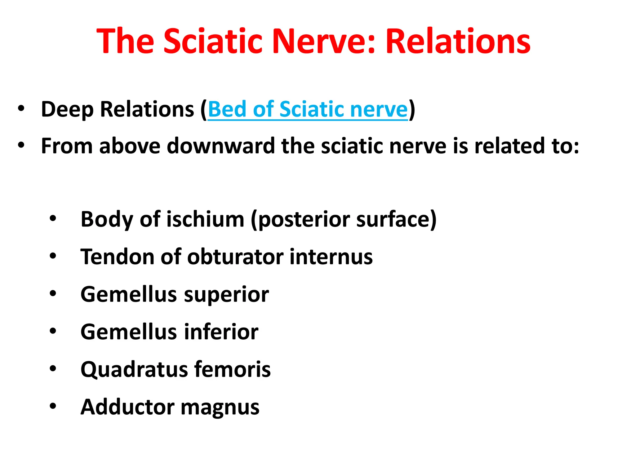 Sciatic Nerve Anatomy | PPTX