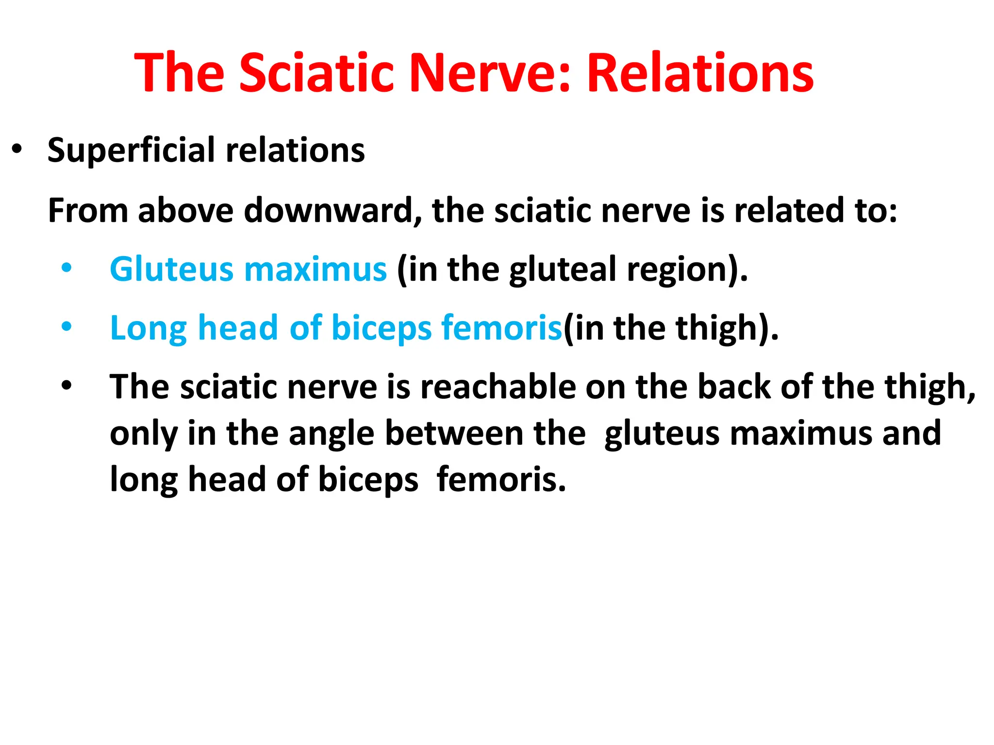 Sciatic Nerve Anatomy | PPTX