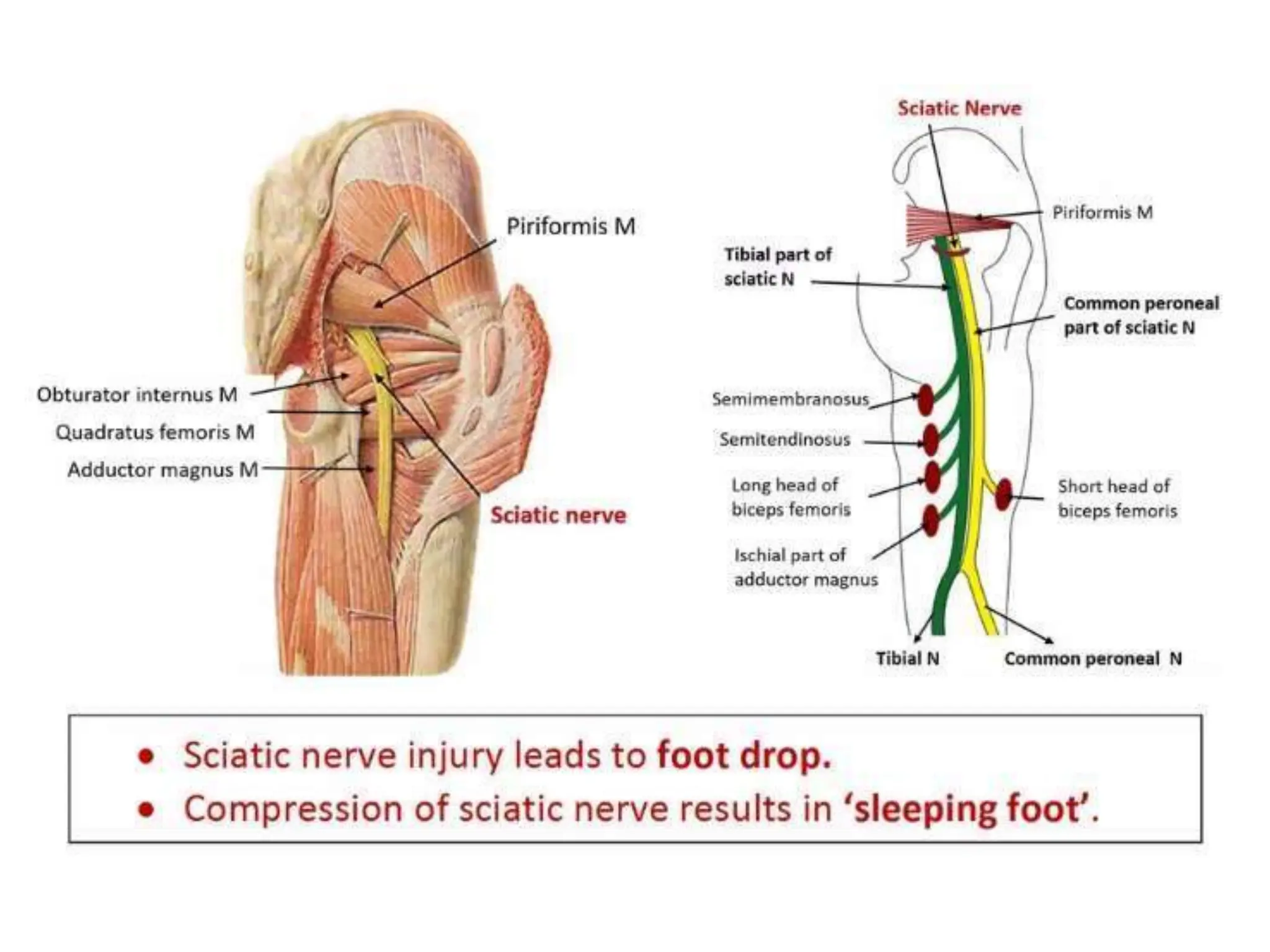 Sciatic Nerve Anatomy | PPTX