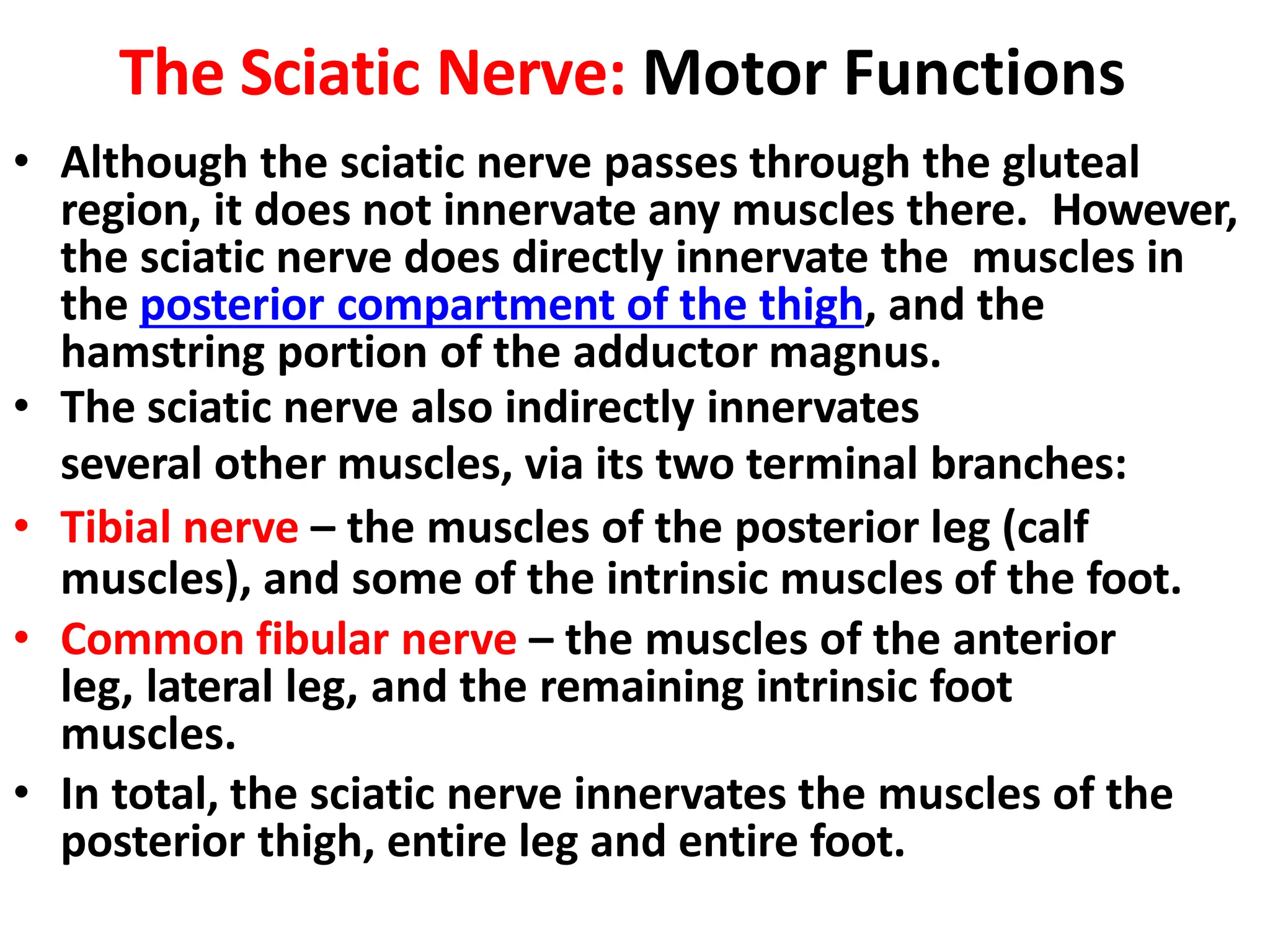 Sciatic Nerve Anatomy | PPTX