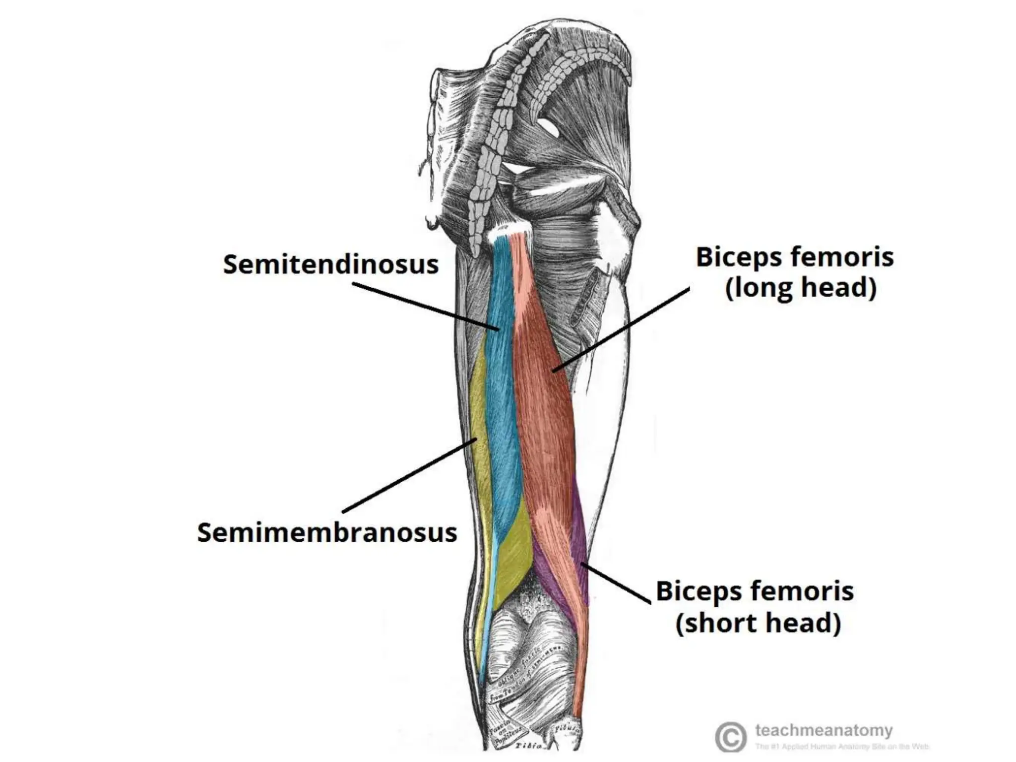 Sciatic Nerve Anatomy | PPTX