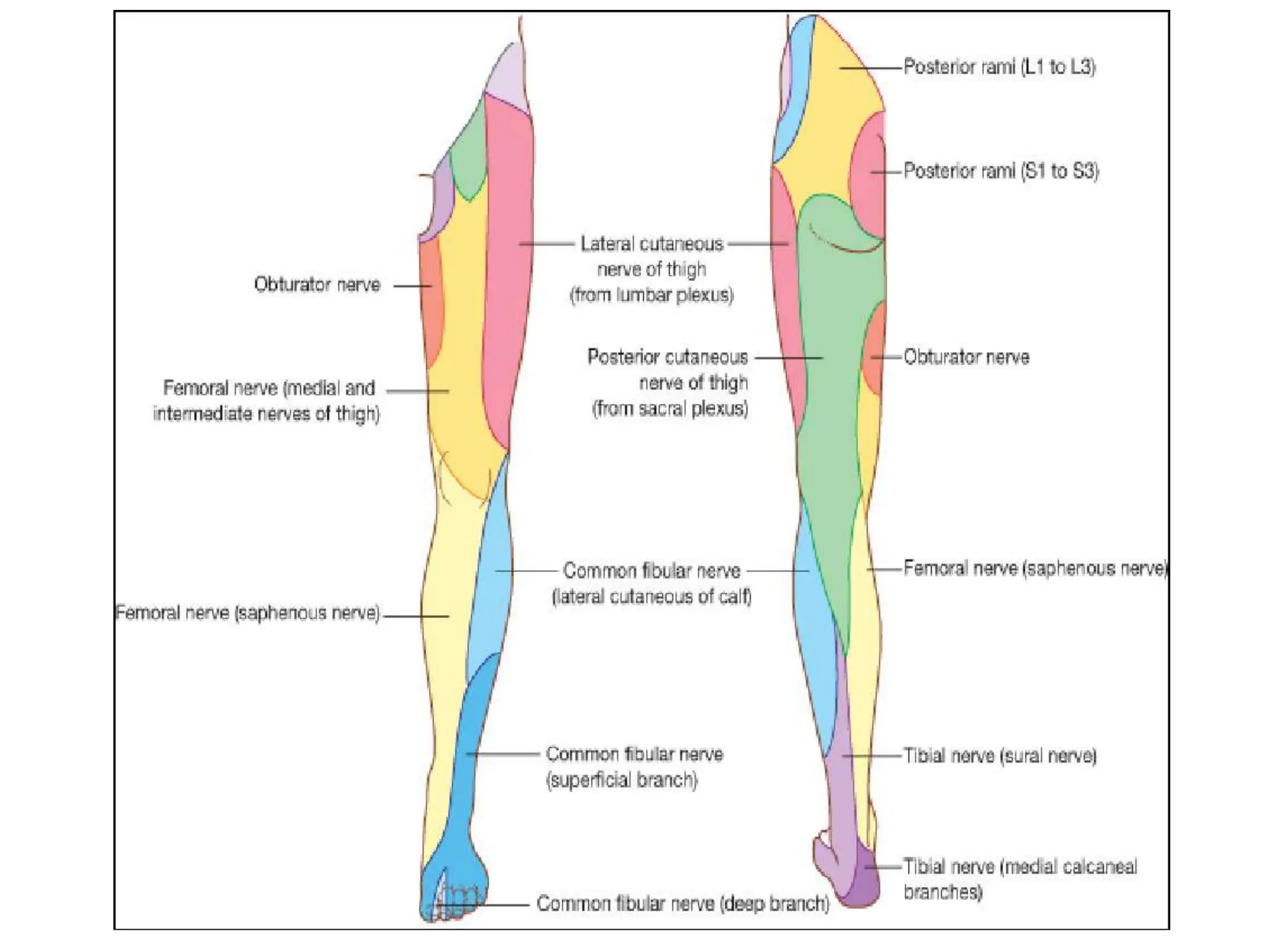 Sciatic Nerve Anatomy | PPTX