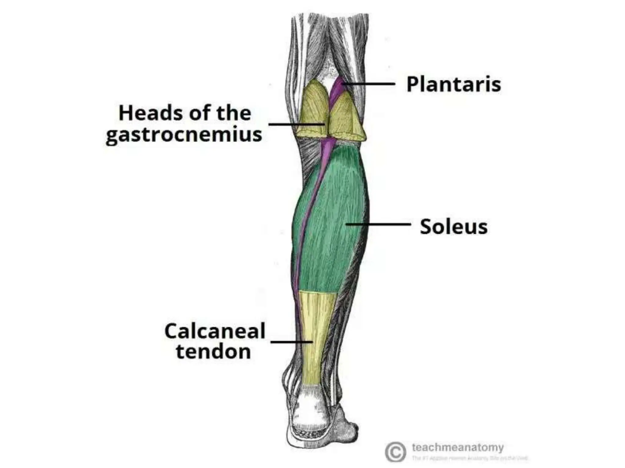 Sciatic Nerve Anatomy | PPTX
