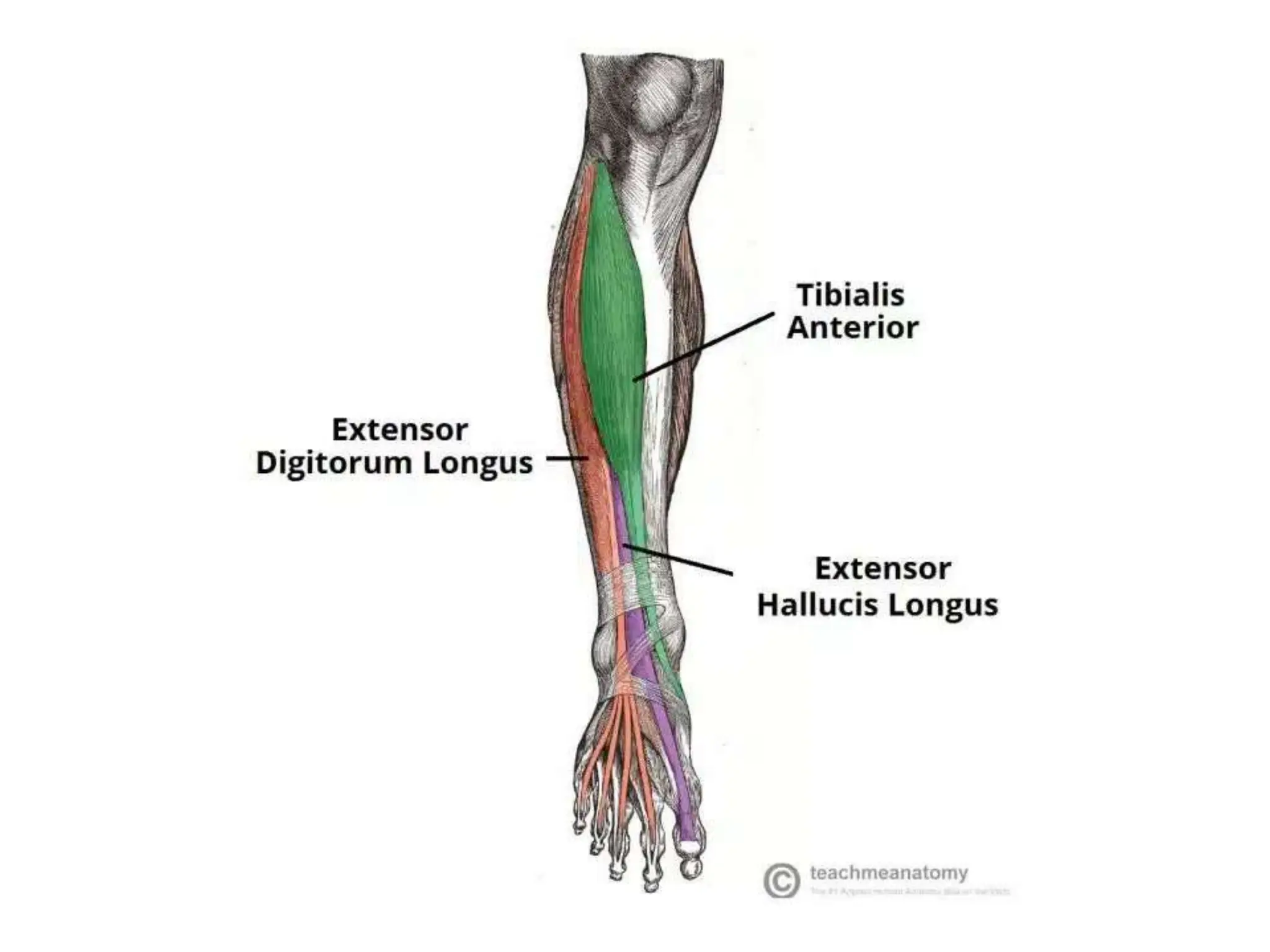 Sciatic Nerve Anatomy | PPTX