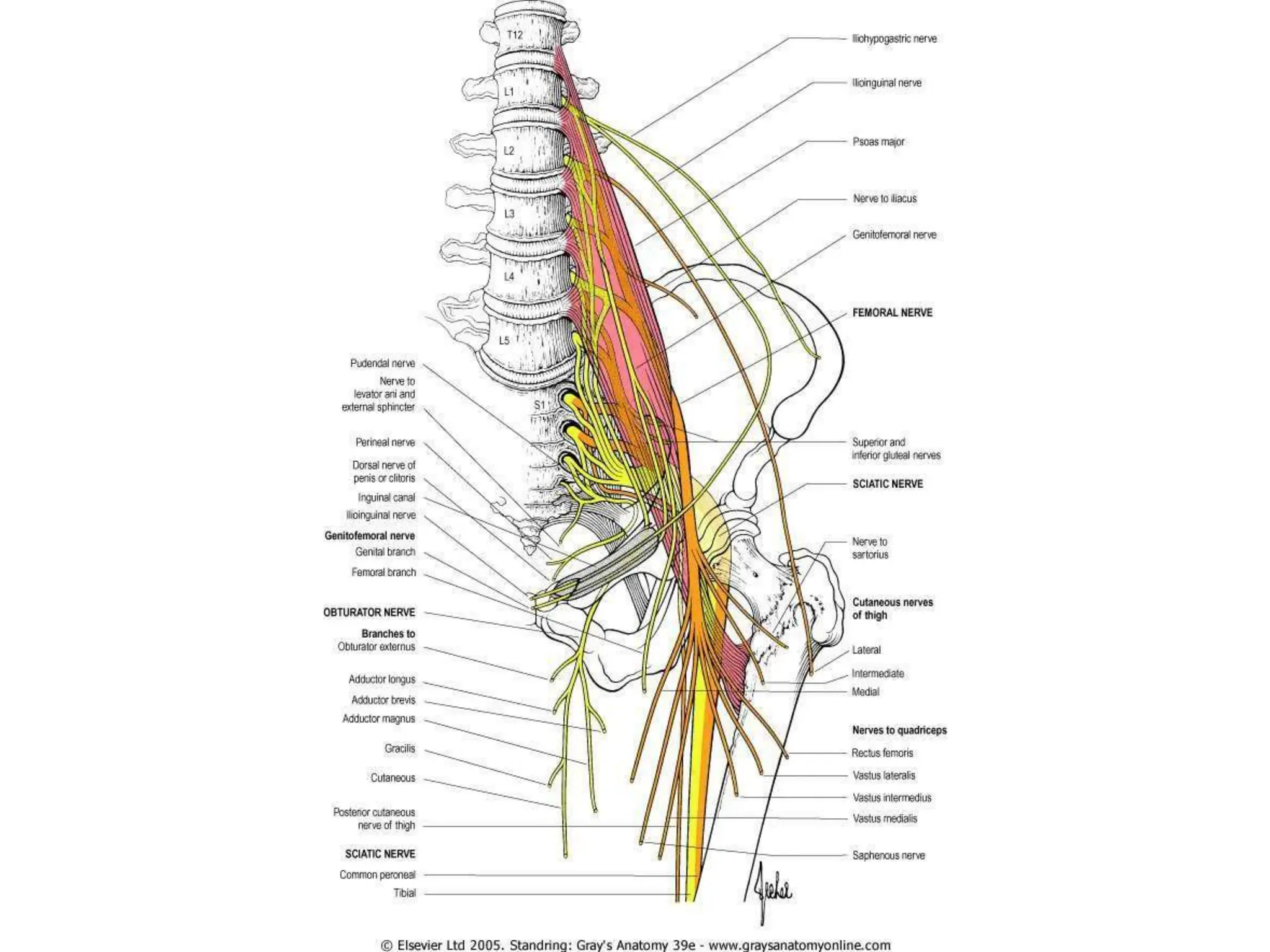 Sciatic Nerve Anatomy | PPTX