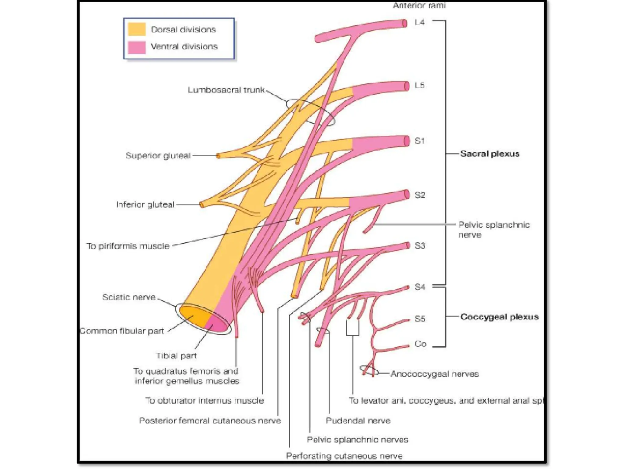 Sciatic Nerve Anatomy | PPTX