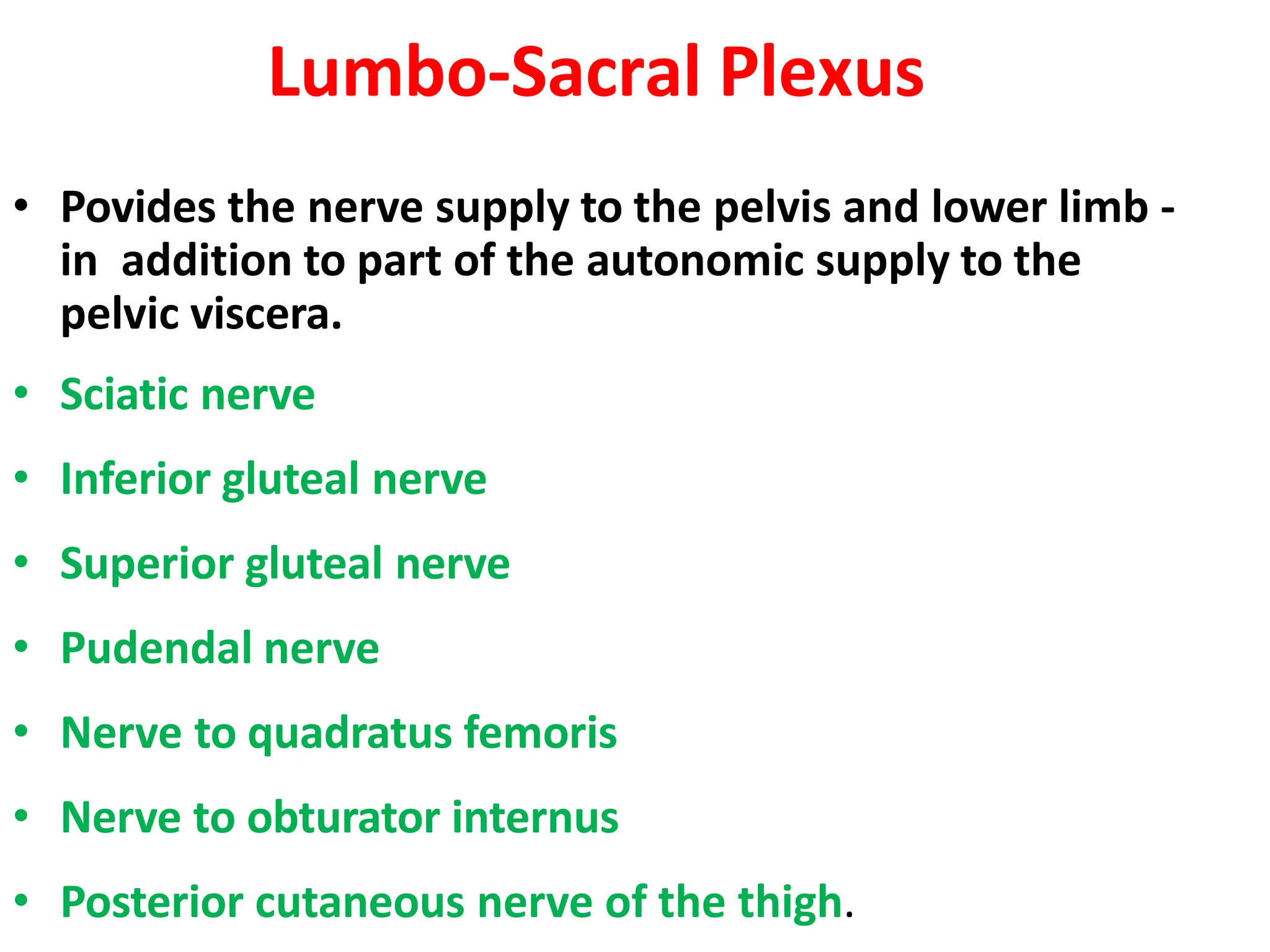 Sciatic Nerve Anatomy | PPTX