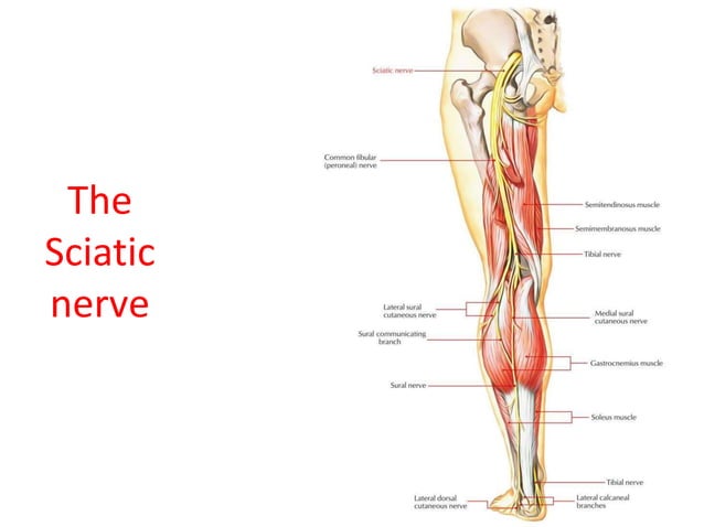 Sciatic Nerve Anatomy | PPTX