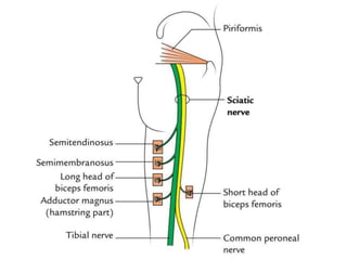 Sciatic Nerve Anatomy | PPTX
