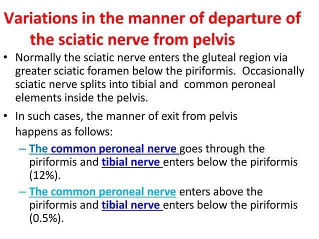 Sciatic Nerve Anatomy | PPTX