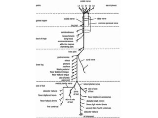 Sciatic Nerve Anatomy | PPTX
